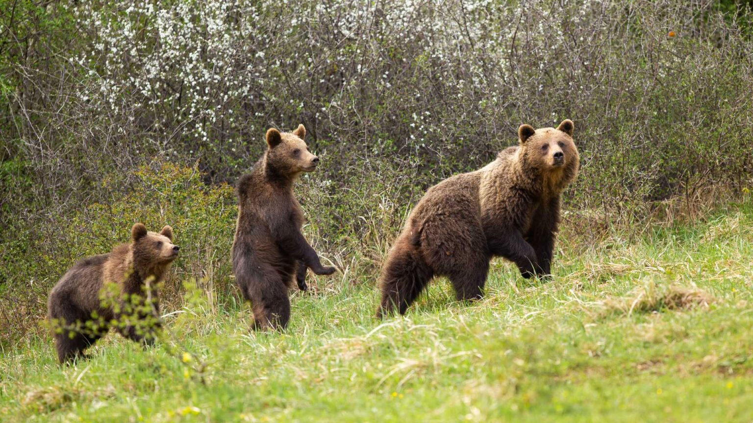 The Goldilocks Principle: Balancing AI and EI